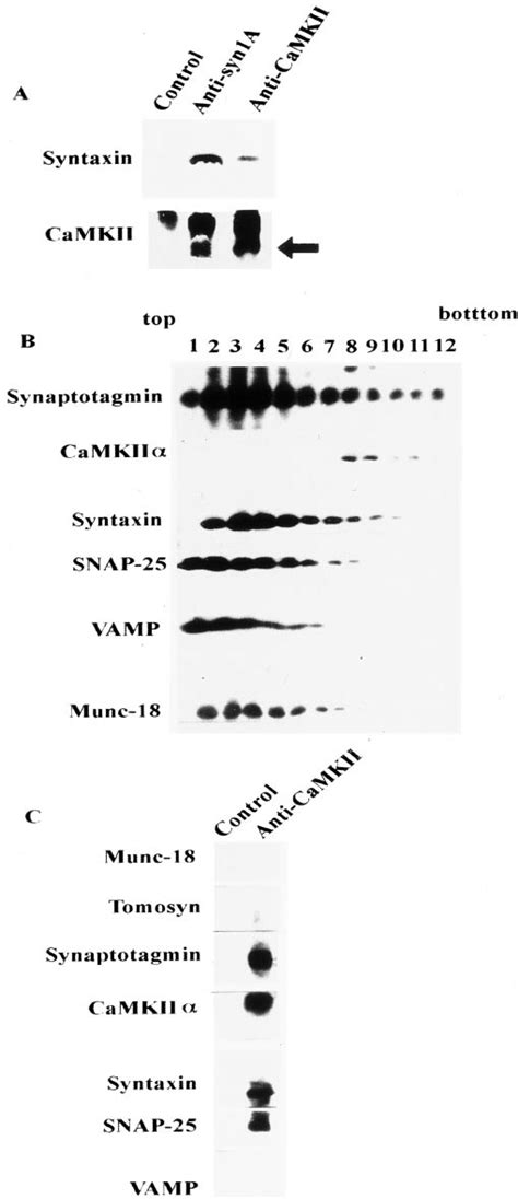 Relationship Between The Camkii Syntaxin Complex And Other