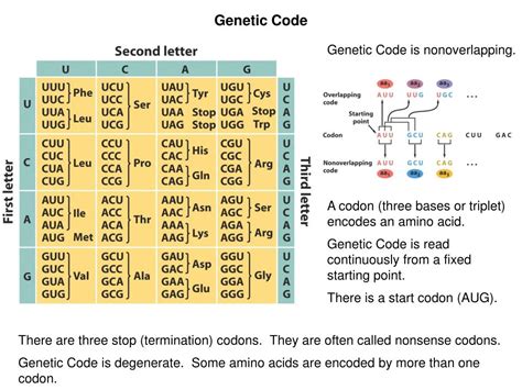 ppt molecular basis for relationship between genotype and phenotype