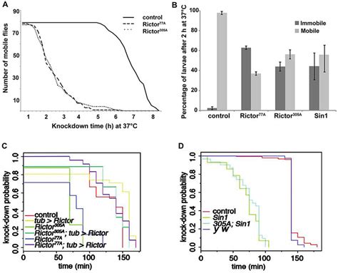 Torc2 Mutant Flies And Larvae Are Sensitive To Heat Stress A Download Scientific Diagram