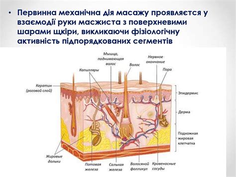 Класичний масаж. Заняття №1. Теорія массажа - презентация онлайн