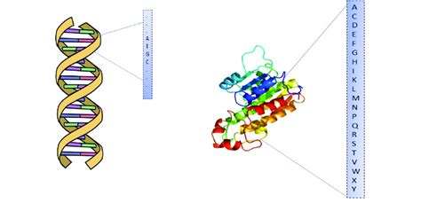 Alphabets Coding Dna And Protein Download Scientific Diagram
