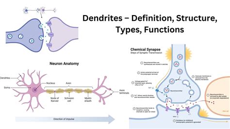 Ovaries Definition Structure Hormones Functions Biology Notes Online