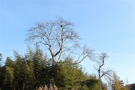 [나무 천년의 세월을 담다 284] 황금빛 꽃을 기다리며…당진시 고대면 향곡리 무환자나무 2본