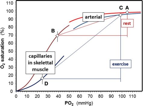 Effects Of Exercise On Hb O2 Affinity Shifts Of The O2 Dissociation Download Scientific