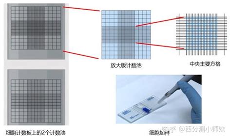 超详细细胞计数步骤 知乎