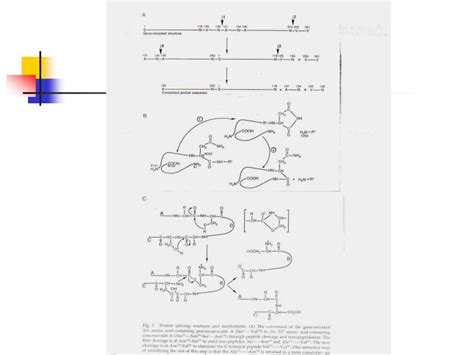 Postranslational Modification Shortppt