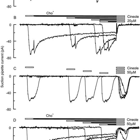 The Odor Induced Response Can Only Terminate In The Presence Of