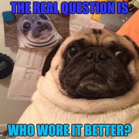 Funny Pug Meme Imgflip