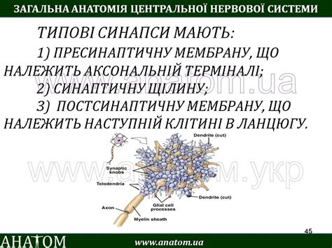14 Systema Nervosum CentraleАНАТОМІЯ ЦНС АНАТОМ Anatomua