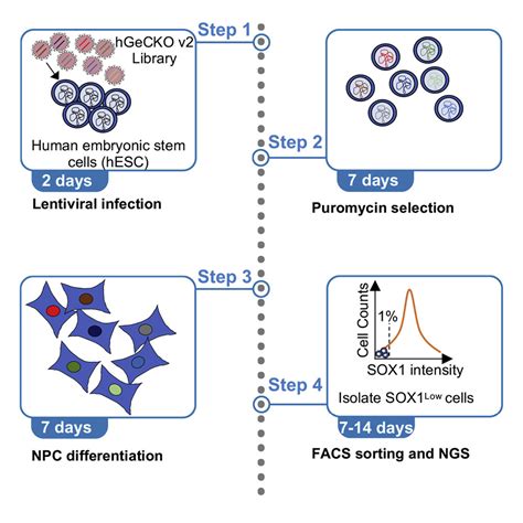 Crispr Cas9 Screen In Human Embryonic Stem Cells To Identify Genes Required For Neural