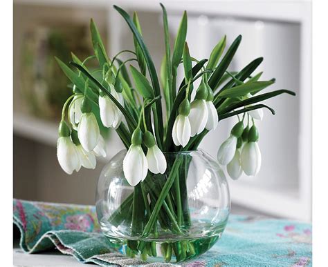 Snowdrop Flower Arrangements For Home Decor White Snowdrop Flowers On