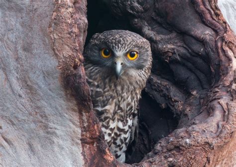 How Citizen Scientists Are Protecting Australias Powerful Owls