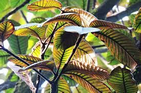 Gutta Percha Tree Sustainable Natural Resource Benefits Grow Billion