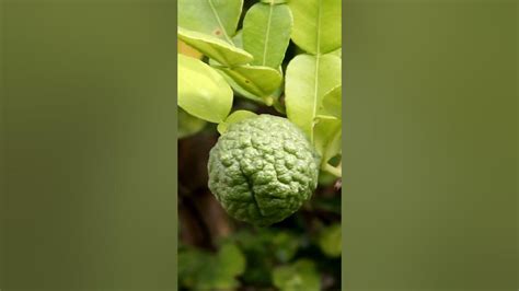 קפיר ליים Youtube