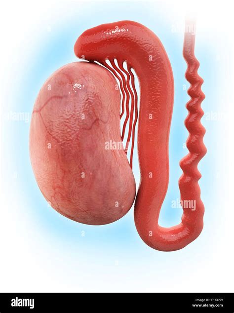 Human Body Testicles Inside At Albina Giese Blog