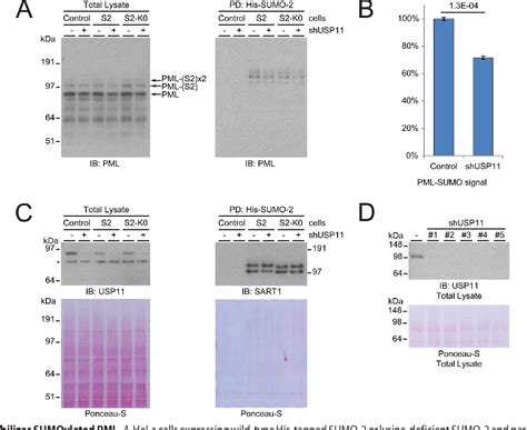 Figure 1 From Ubiquitin Specific Protease 11 Usp11 Deubiquitinates