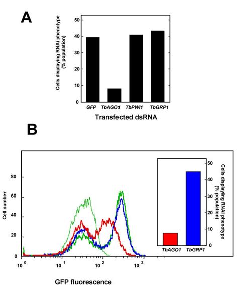 tbago1 is required for rnai in transient transfection assays a