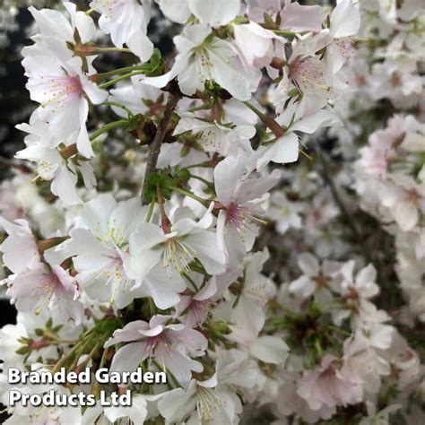 Prunus Incisa Kojo No Mai Suttons