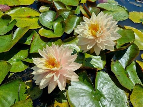 Nymphaea Awesome Water Lily Aquatic Plants Nursery Nymphaea Awesome Water Lily Aquatic Plants Nursery