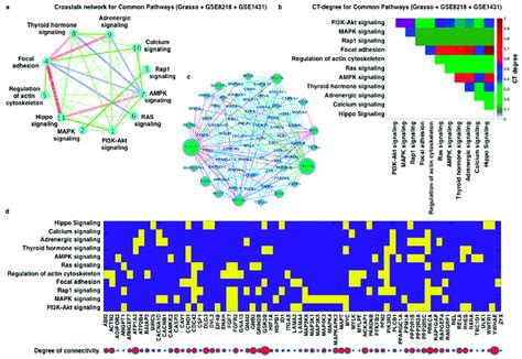 Crosstalk Between The Common Enriched Pathways A Genes Belonging In