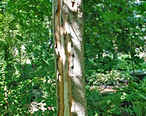 Take A Pass On The Tree Trunk Wrap WHAVWHAV