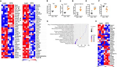 Hfd Modulates Gene Expression In The Colonic Cx3cr1 Hi Mhcii Hi Lpms Download Scientific