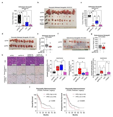 The Polar Oxy Metabolome Reveals The 4 Hydroxymandelate Coq10 Synthesis Pathway Pmc The Polar Oxy Metabolome Reveals The 4 Hydroxymandelate Coq10 Synthesis Pathway Pmc