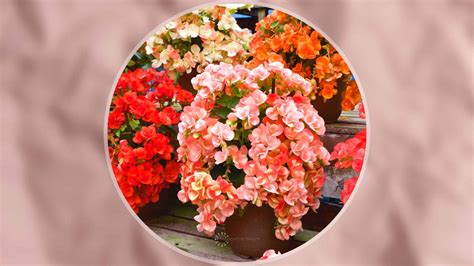 9 Best Types Of Trailing Begonias The Complete Care Guide