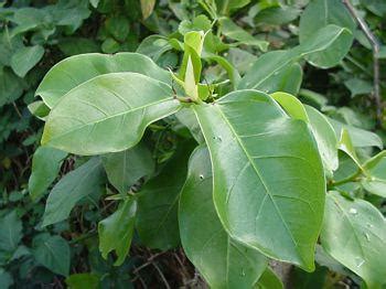 Ficus Burtt Davyi Plantzafrica