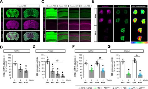 Snca Genetic Lowering Reveals Differential Cognitive Function Of Alpha