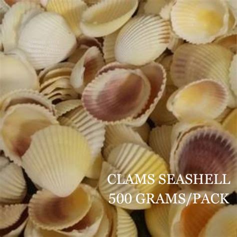 Clams Seashells 500 Grams Pack Real Seashell For Your Crafts Design Fillers Yellow Cockles