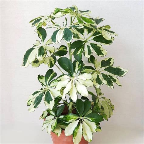 Jual Tanaman Hias Tahan Panas Walisongo Hybrid Daun Kuning Jakarta Barat Fadilbarokh Tokopedia