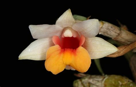 Dendrobium Bellatulum Afri Orchids