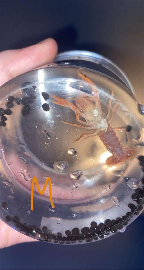 Could Anyone Tell Me The Gender Of My Crayfish Each Photo Is A