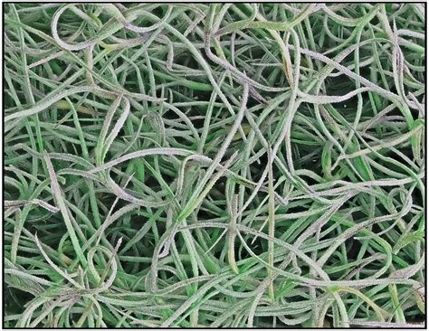 Imbroglio Abstract Nature Critiques Nature Photographers Network