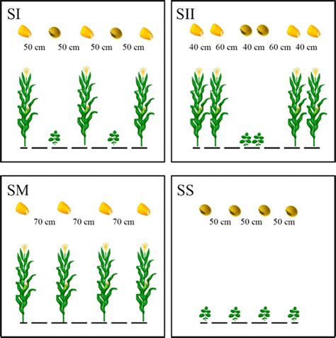 Field Layout Of Different Planting Patterns Of Relay Intercropped Maize