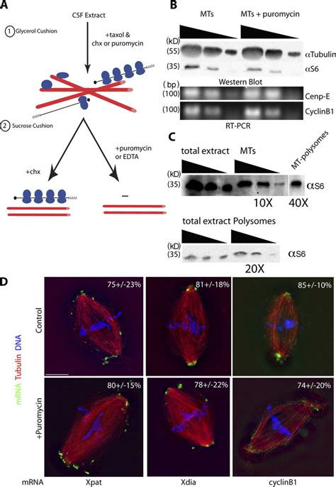Translation Is Not Required For Mrna Localization To Microtubules A