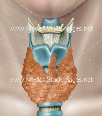 Thyroid Gland Anterior View Medical Stock Images Company