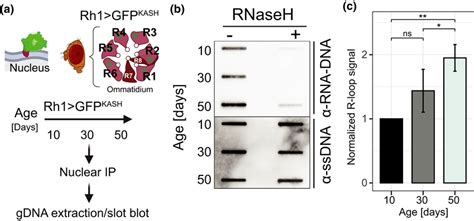 Aging Photoreceptor Neurons Show Increased Global R‐loop Levels That