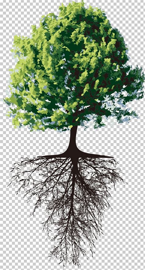 Tree Root Separative Sewer Trunk PNG Clipart Branch Christmas Tree Crown Environmental