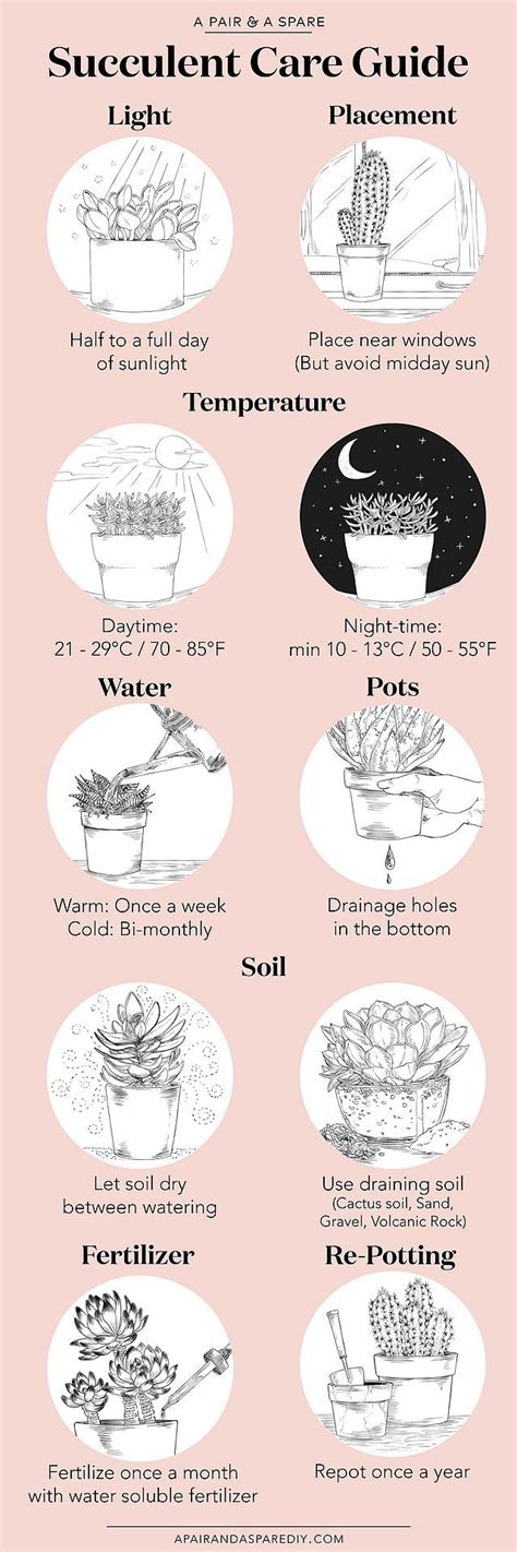 An Illustrated Guide To Caring For Your Succulents A Pair And A Spare