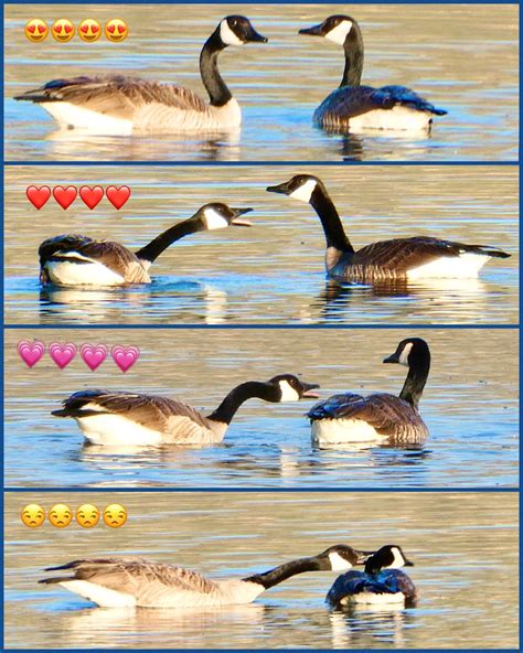 カナダ雁、愛の詩！ パンタ笛吹の7大陸7マラソン！