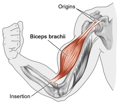 Biceps Brachii Origin And Insertion The Biceps Brachii Muscle Of The
