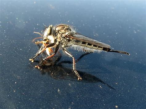 Robber Fly Species Efferia Aestuans Bugguidenet