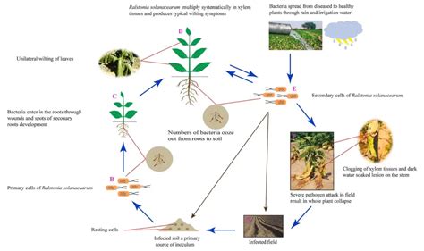 Pathogen Profile Ralstonia Solanacearum Healthy Hydroponics