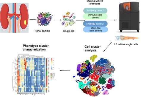 Workflow Processing Of Samples Of Renal Tumors And Analytical Methods Download Scientific