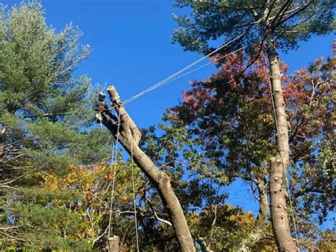 Tree Cabling Service Luca Tree Service And Landscaping Inc