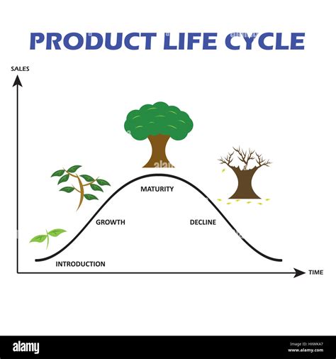 Life Cycle Of A Tree Infographic How To Identify Tree Vrogue Co