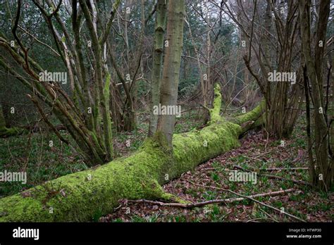 Wet Lichen And Moss Covered Fallen Dead Tree Trunks On Bookham Common Near Leatherhead Surrey In