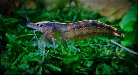 Malayan Shrimp Malayan Rainbow Shrimp Caridina Cf Babaulti Bouvier 马来亚虾 1 2cm Lazada